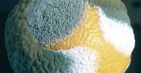 How To Make Penicillin At Home Seriously