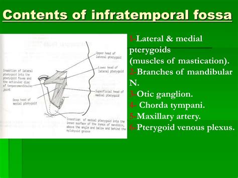 Ppt Contents Of Infratemporal Fossa Powerpoint Presentation Free