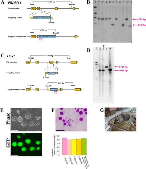 Figure 1 From Development Of Blastocyst Complementation Technology
