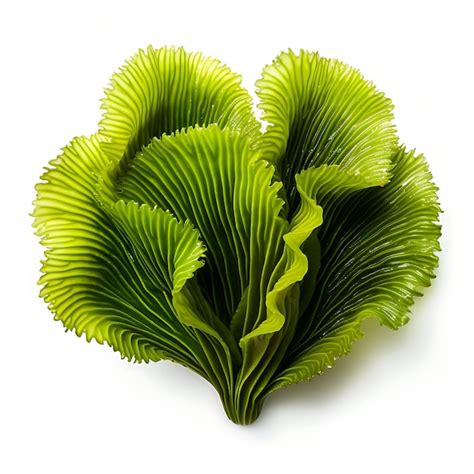 Premium Ai Image Dictyota Brownishgreen Algae With A Flat Fanshaped