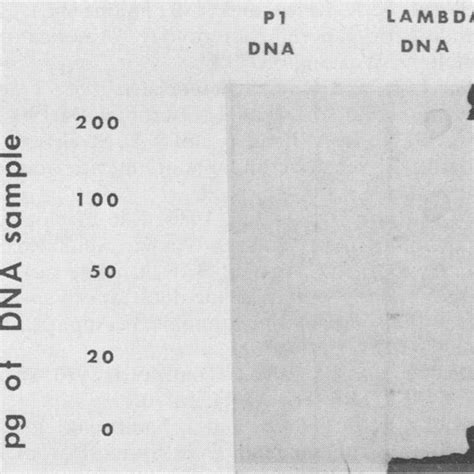 Dna Hybridization Of A Biotinylated Lambda Dna Probe With Purified Download Scientific Diagram