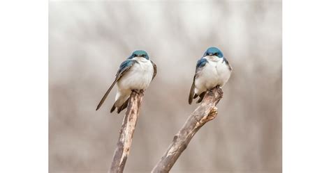 Пестицид който все още се използва в Нидерландия убива птици и пчели Български Фермер