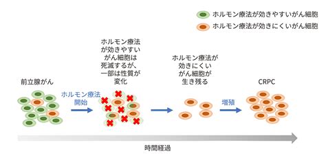 Crpc（去勢抵抗性前立腺がん）について｜前立腺がんの治療について｜whats 前立腺がん