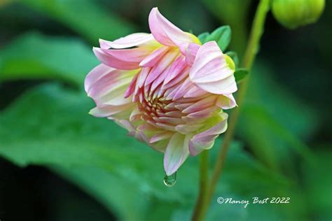 Img 3286c Nancy Jacobs Best Flickr