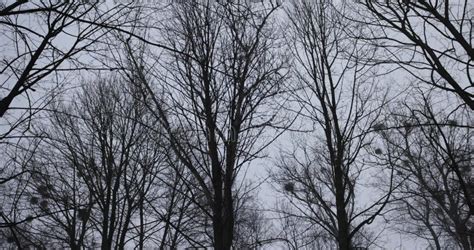 Deciduous Trees In Winter During Snowfall Stock Video Video Of Snowy