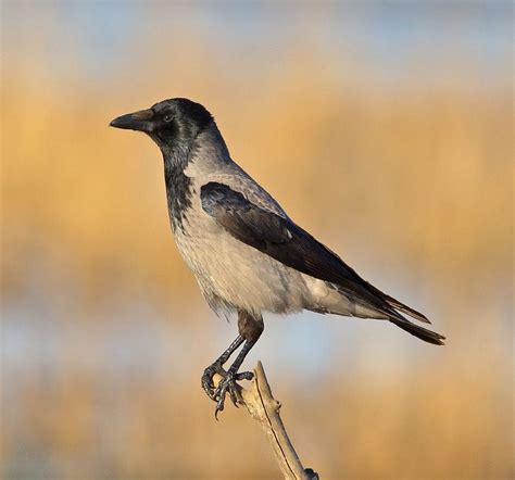 Un Mondo Di Gazze E Cornacchie Rivista Di