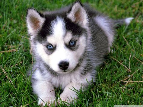 [100 ] Husky Wallpapers