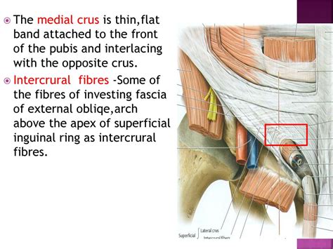 Inguinal Canal Ppt Download