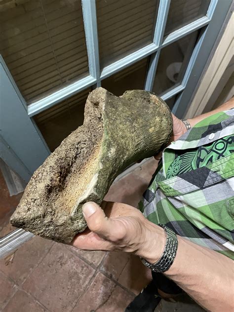 Bone Fossil Id R Fossilid