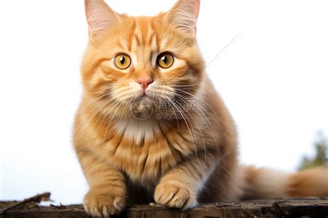 橘色的宠物猫咪高清图片下载 正版图片600576062 摄图网