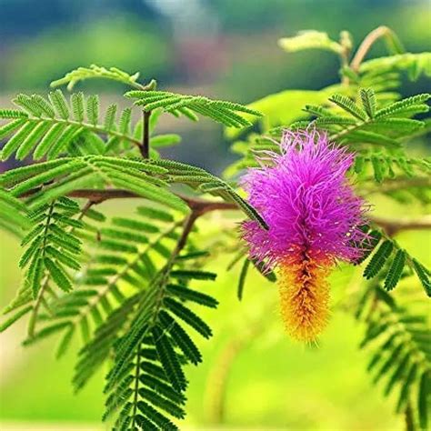 Shami Jand Prosopis Cineraria All Time Flowering Live Plant फ्लॉवरिंग प्लांट फूलदार पौधे
