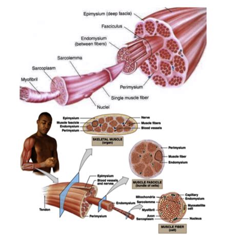 Biol 2457 Flashcards Quizlet