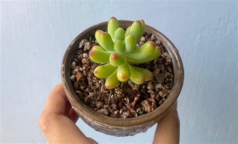 다육이 키우기 종류 이름 을녀심 빨간색 잎 공기정화식물 화분 네이버 블로그