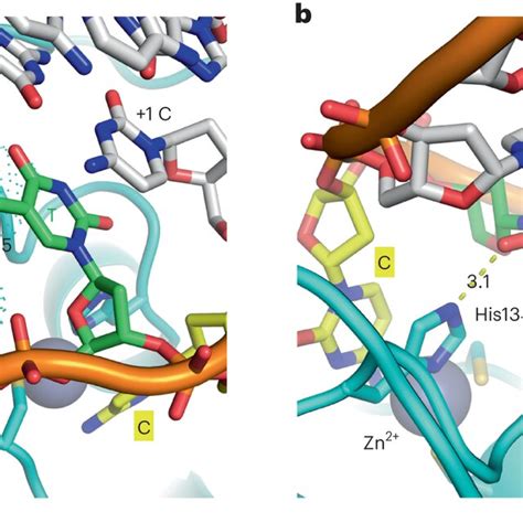 Structural Basis Of 5′ Tc Target Recognition A Dna Minor Groove Download Scientific Diagram