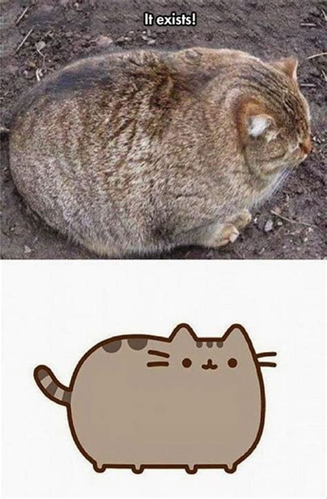 Fat Cat Meme Funny Fat Cat Pictures With Quotes