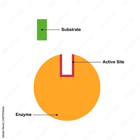 Structure And Function Of An Enzyme