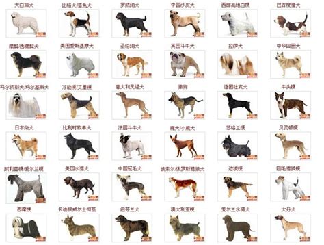 狗的品种大全及图片百度图片搜索 花瓣网
