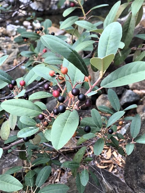 Rhamnus Californica Tomentella