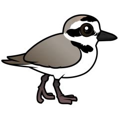 Snowy Plover