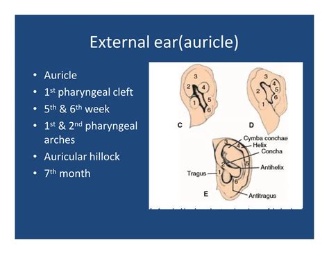 Development Of Earpdf Development Of The Ear The Ear Develops From