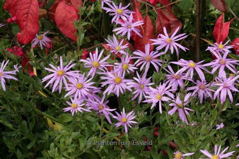 Aster ‘cotswold Gem Plantentuin Esveld
