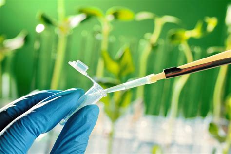 Understanding Gmo Science