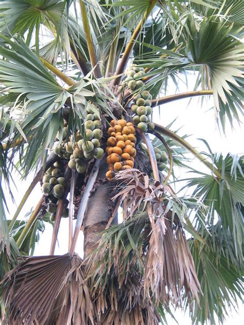 Healthy Foods And Fruits Borassus Aethiopum