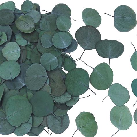 500 Pcs Dried Natural Eucalyptus Leavesbulk Eucalyptus Leavesdried