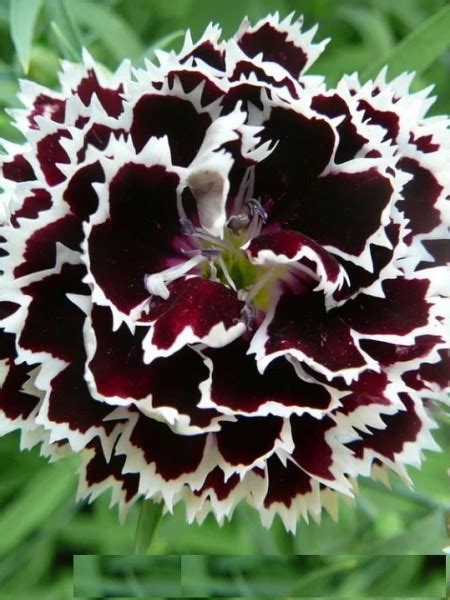 Garofite Chinezesti Black White 0 05 Gr Seminte De Garoafe Negru Cu Alb Agrosem