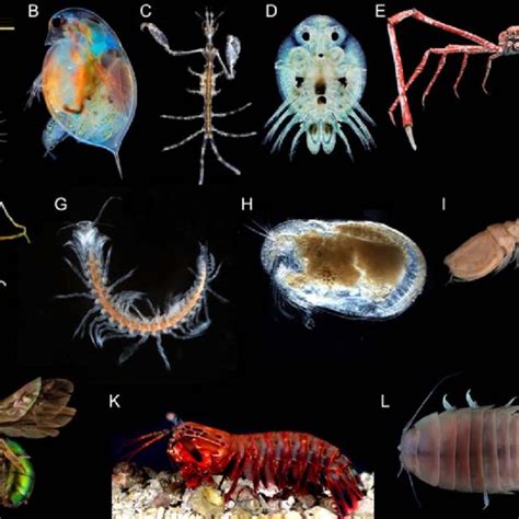 Fossil Calibrated Divergence Time Estimates For Pancrustacea Based On Download Scientific