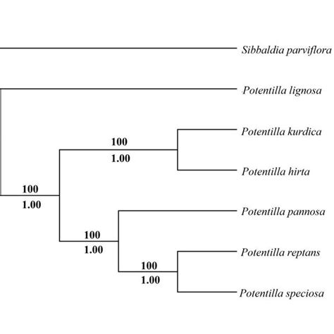 Strict Consensus Tree Of Most Parsimonious Tree Resulting From Download Scientific Diagram