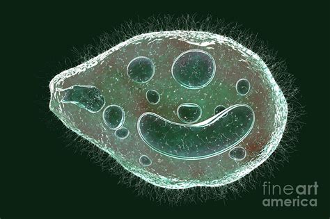 Balantidium Coli Protozoan 4 Photograph By Kateryna Konscience Photo Library Fine Art America