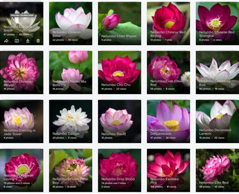 Lotus Types Aguabe Waterlelies En Lotus