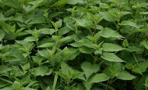 როგორ გამოვიყვანოთ ნიკოტინი ორგანიზმიდან ბუნებრივი გზით რჩევები ვივიენისგან