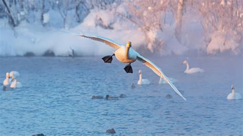 Запознајте го вистинското „Лебедово езеро“ место во Сибир од кое запира здивот Russia Beyond