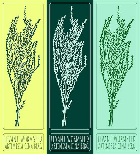 Premium Vector Vector Drawing Levant Wormseed Hand Drawn Illustration