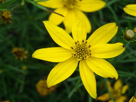 イトバハルシャギク 植物写真鑑