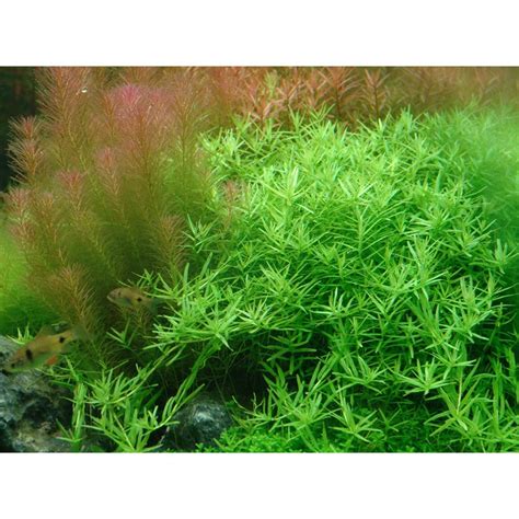 Rotala Rotundifolia Emersa Rotala Rotundifolia Red Potted Emersed Buy