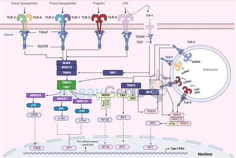 Toll Like Receptor Signaling Pathways A Key To Innate Immunity Assay