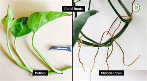 Pothos Vs Philodendron The Battle Of The Houseplants Greenkosh