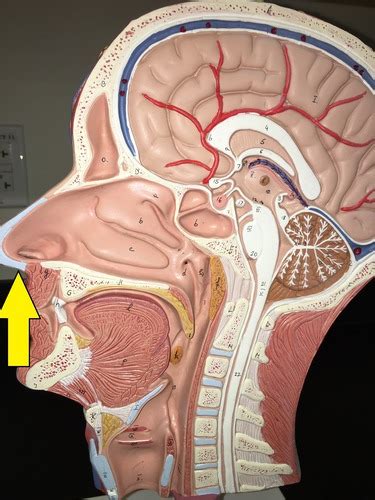Lab Practical 3 Flashcards Quizlet