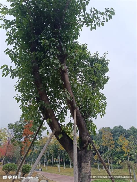 园林中造型独特的树木摄影图山水风景自然景观摄影图库昵图网