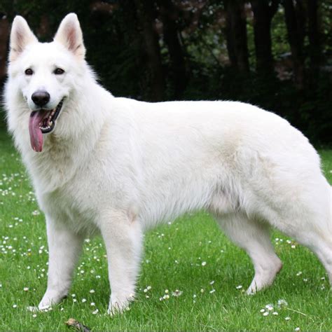 Berger Blanc Suisse Breed Guide Learn About The Berger Blanc Suisse
