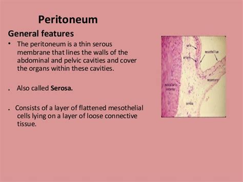 Peritoneum Slides