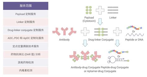 靶向抗体偶联药物的发展和作用机制 生物器材网