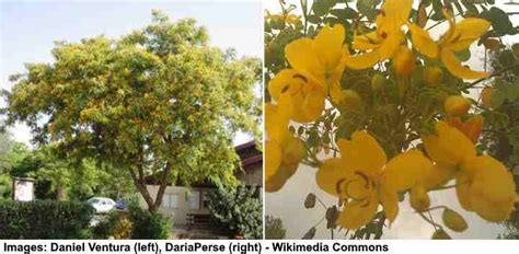 45 Flowering Trees For California Identification Guide With Pictures