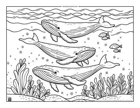 Humpback Whales • Free Printable Coloring Page