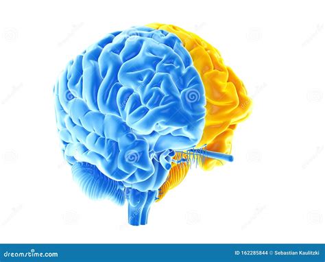 The Two Brain Hemispheres Stock Illustration Illustration Of Cerebrum 162285844