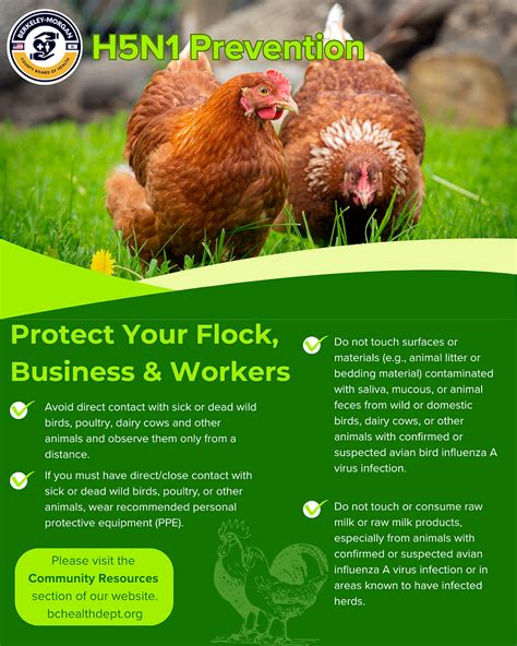 How To Prevent Avian Tuberculosis Essential Tips For Bird Health Birds