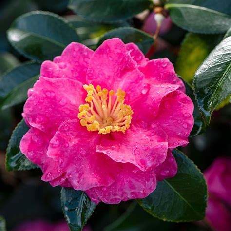 Shi Shi Gashira Camellias For Sale